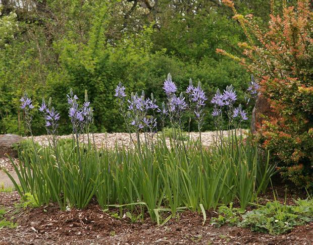 Northwest Native Garden - Southwest Seattle Historical Society - Log ...