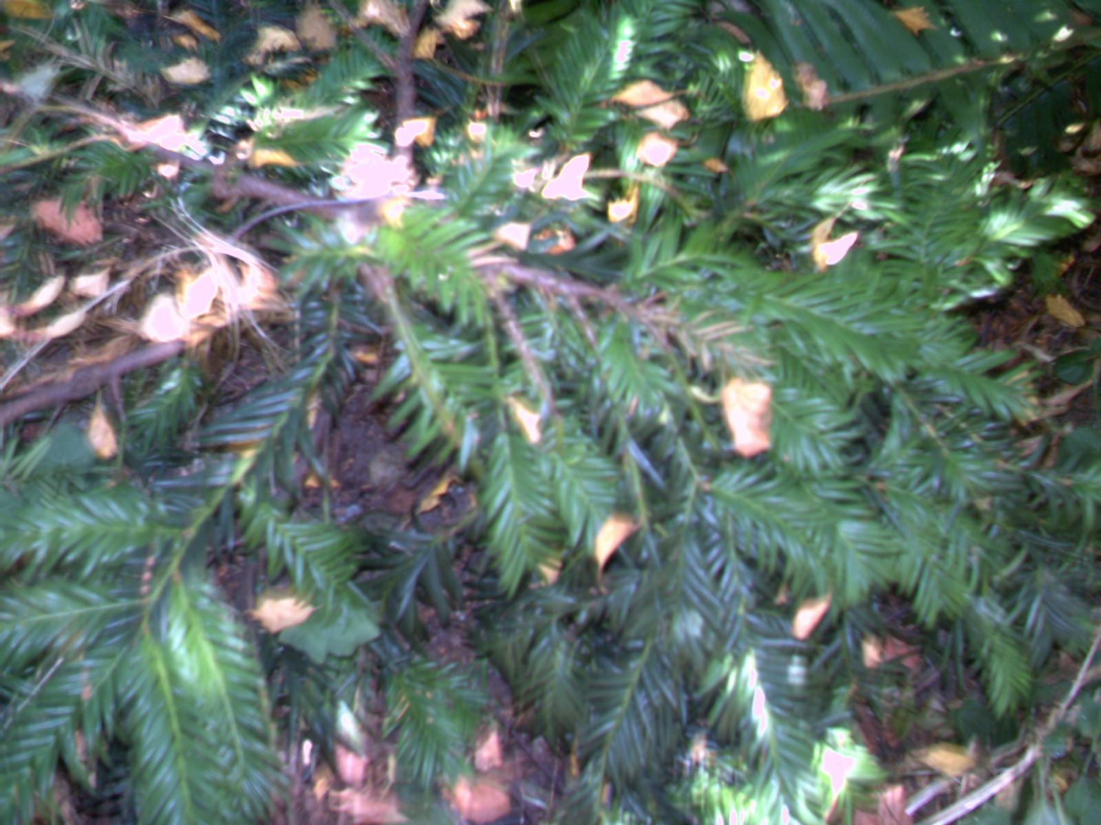 Northwest Native Garden - Southwest Seattle Historical Society - Log ...